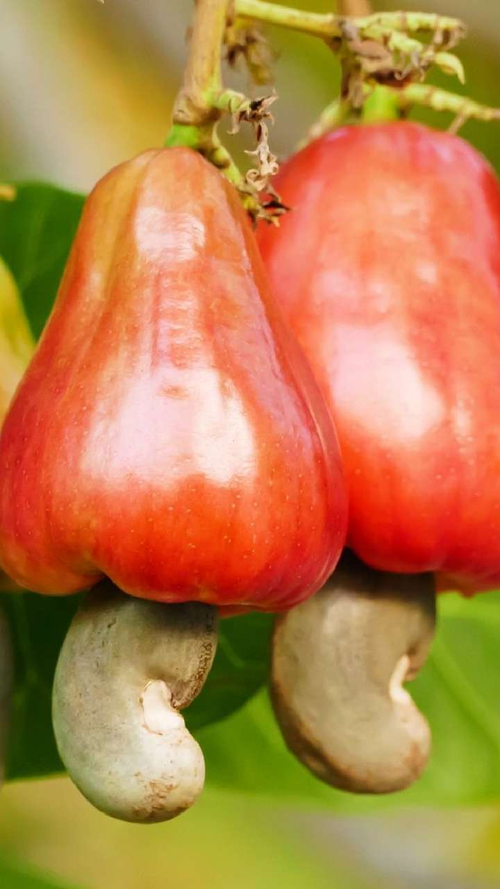 घर पर ही उगाएं काजू, यहां जानें तरीका