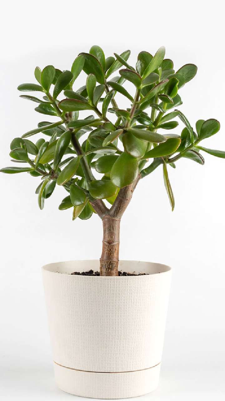 Simbionte Krobaa