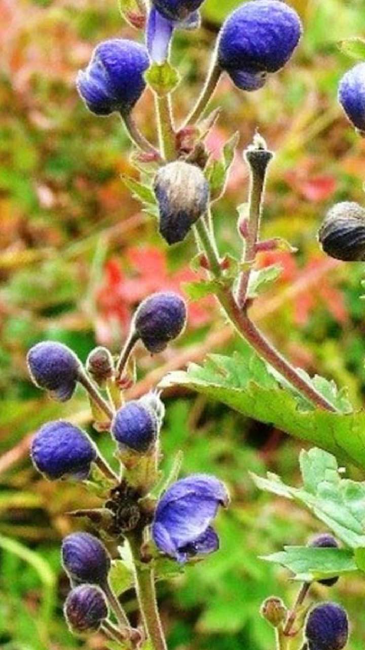 इन बीमारियों को जड़ से खत्‍म करता है यह 1 औषधीय पौधा