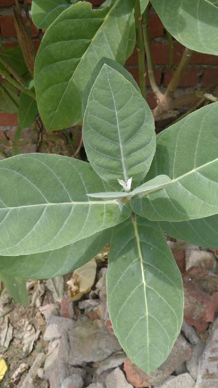 आक के सिर्फ 2 पत्तों से शुगर होगा कंट्रोल। Aak Leaves